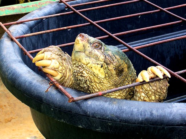 Noodling for snappers ain't for the squeamish (video of brave noodlers ...