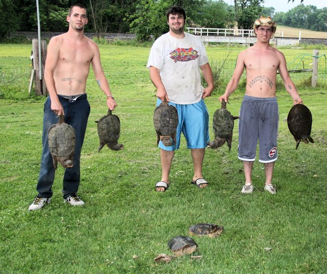 Noodling for snappers ain't for the squeamish (video of brave noodlers ...