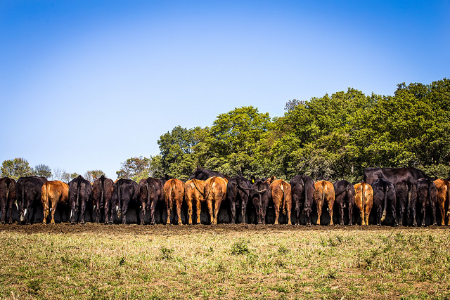 Brescher named as overall winner in Ag photo contest - Dubois County ...