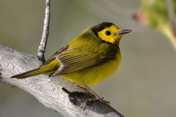 Beautiful birds passing through Patoka Wildlife Refuge - Dubois County ...
