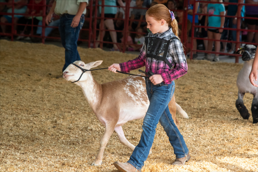 4-H Fair underway - Dubois County Free Press, Inc.